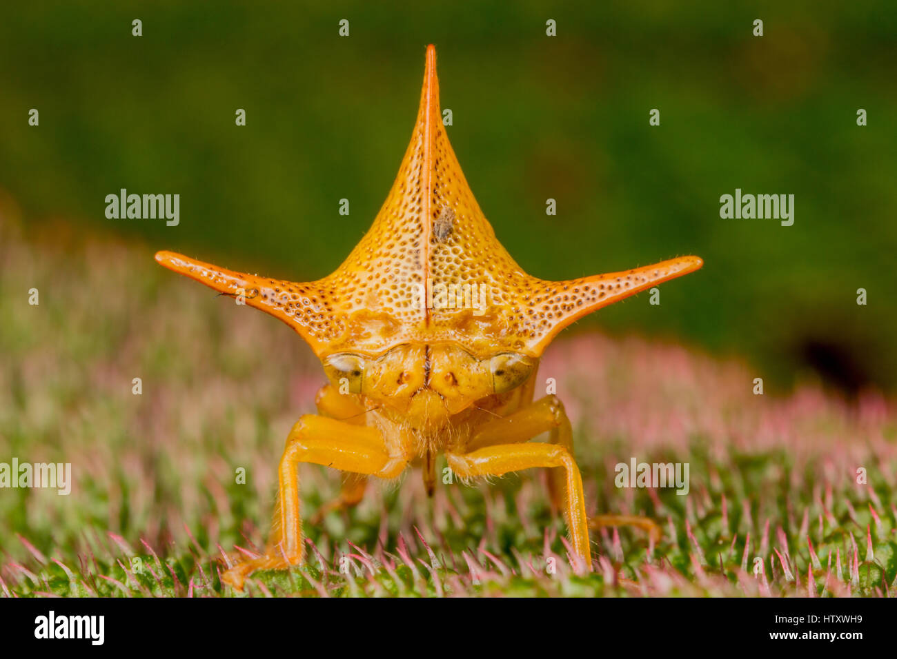 Treehoppers are members of the family Membracidae, a group of insects ...