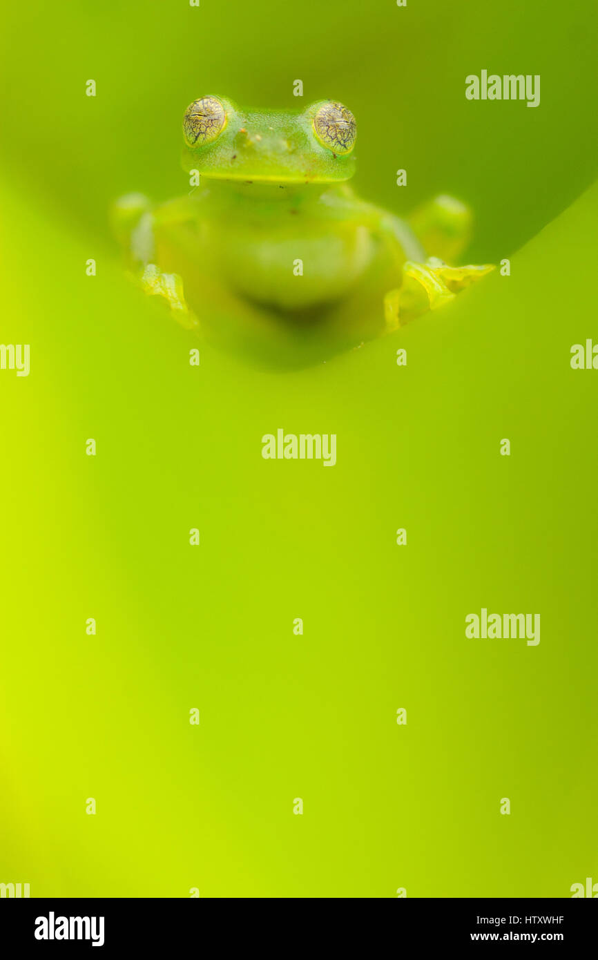 Centrolene frog over a leaf. Fresno, Tolima, Colombia Stock Photo - Alamy