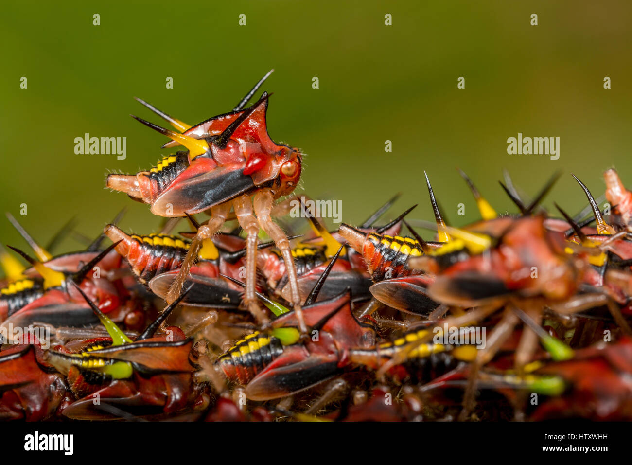 Membracidae hi-res stock photography and images - Alamy
