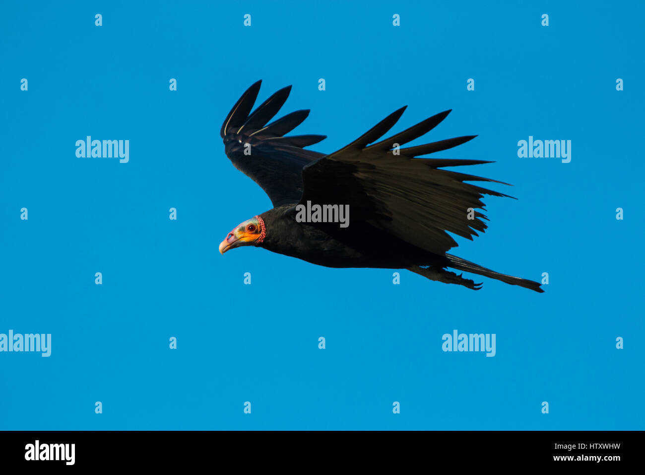 The lesser yellow-headed vulture (Cathartes burrovianus) flying over ...
