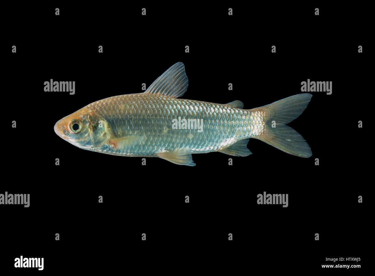 Cyphocharax magdalenae is a species of Curimatidae family which inhabit ...