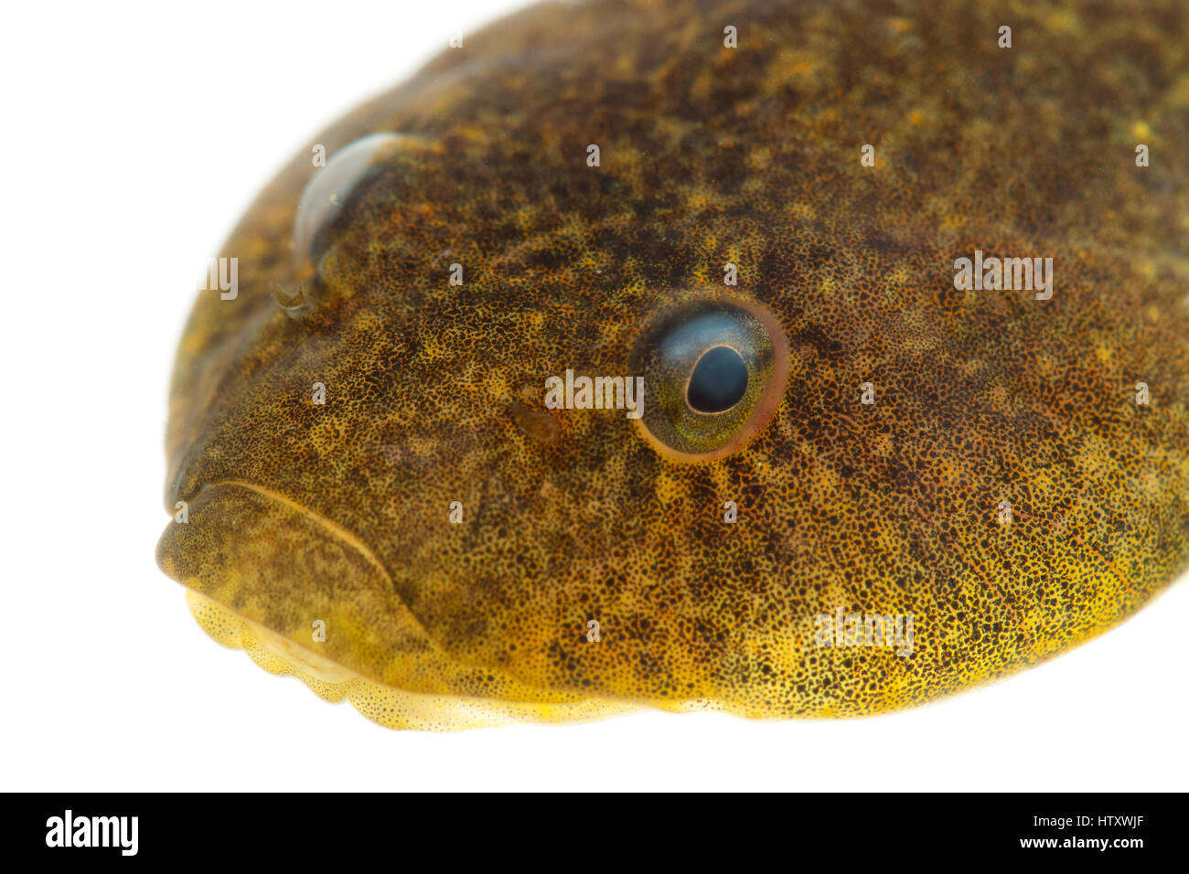 The skilletfish, (Gobiesox), is a member of the Gobiesocidae family ...