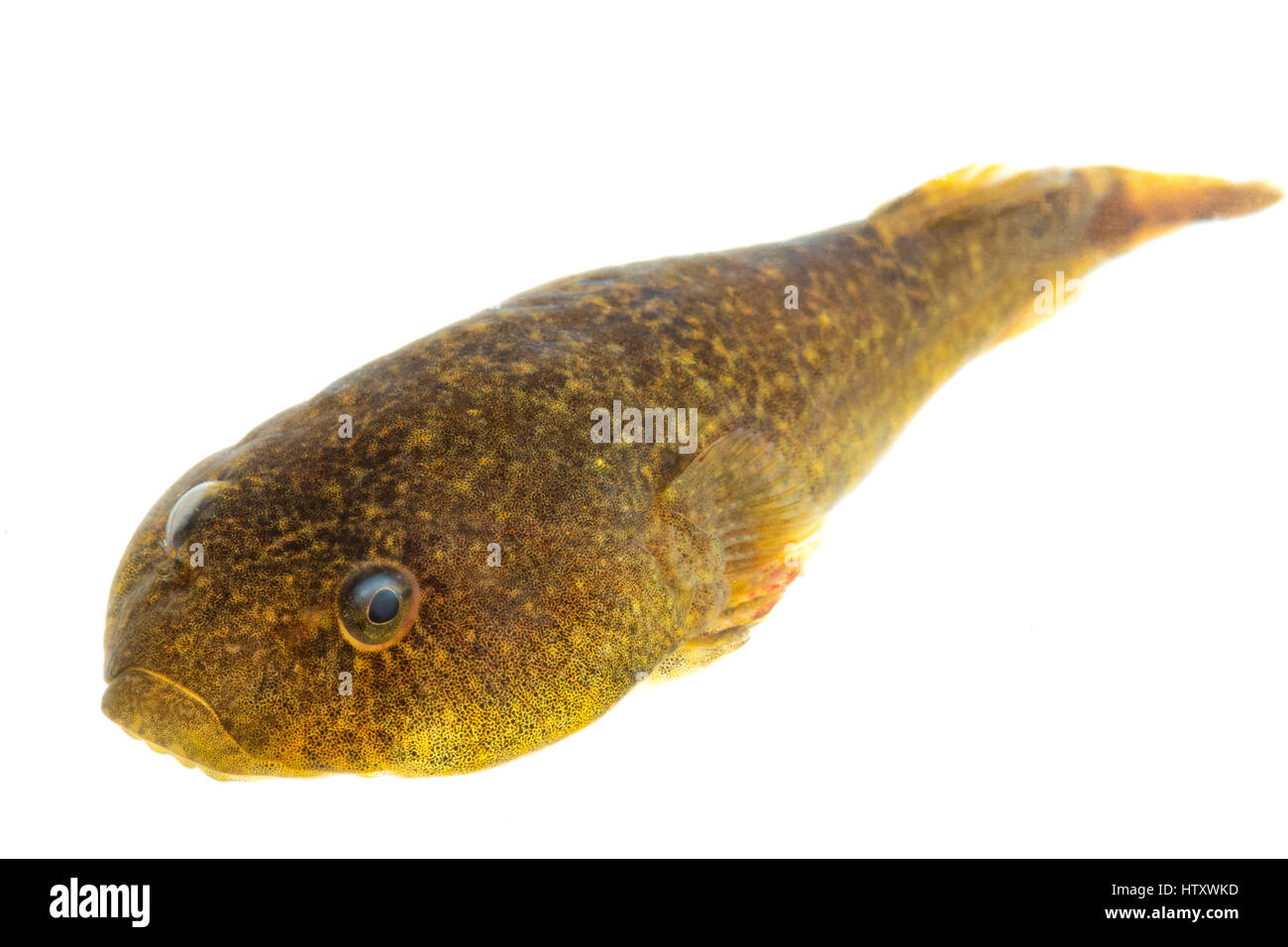 Clingfishes hi-res stock photography and images - Alamy