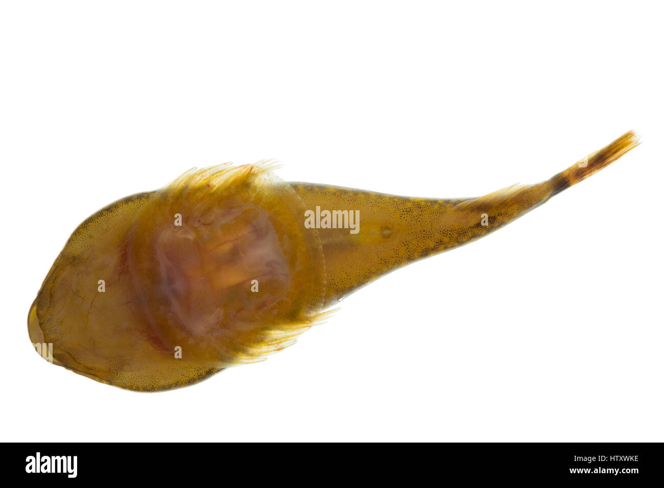 The skilletfish, (Gobiesox), is a member of the Gobiesocidae family ...