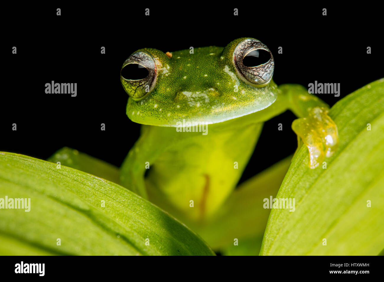 Glass frog (Centrolene, Centrolenidae) in Biogeographic Chocó ...