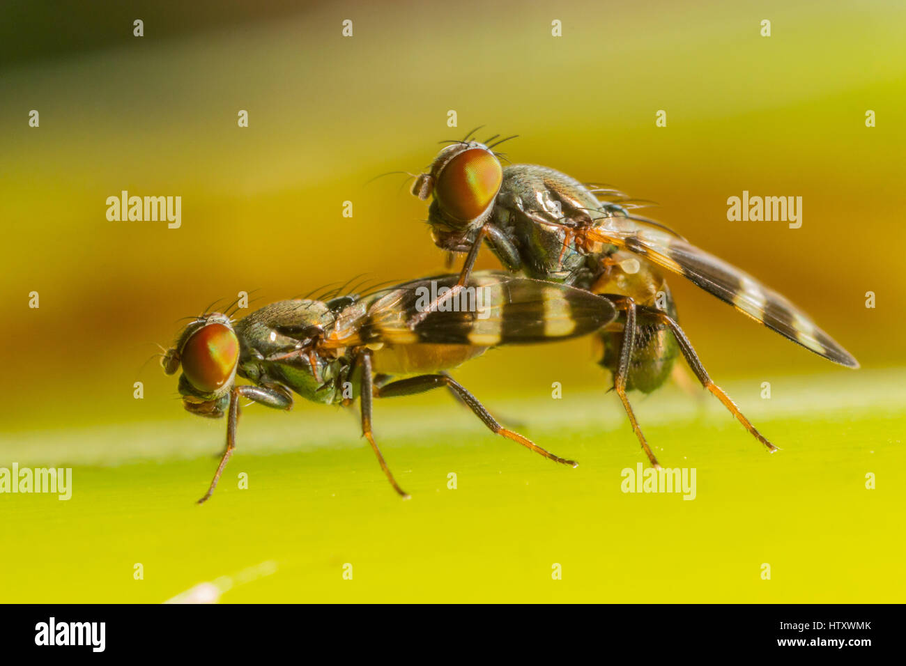 Fruit flies hi-res stock photography and images - Alamy