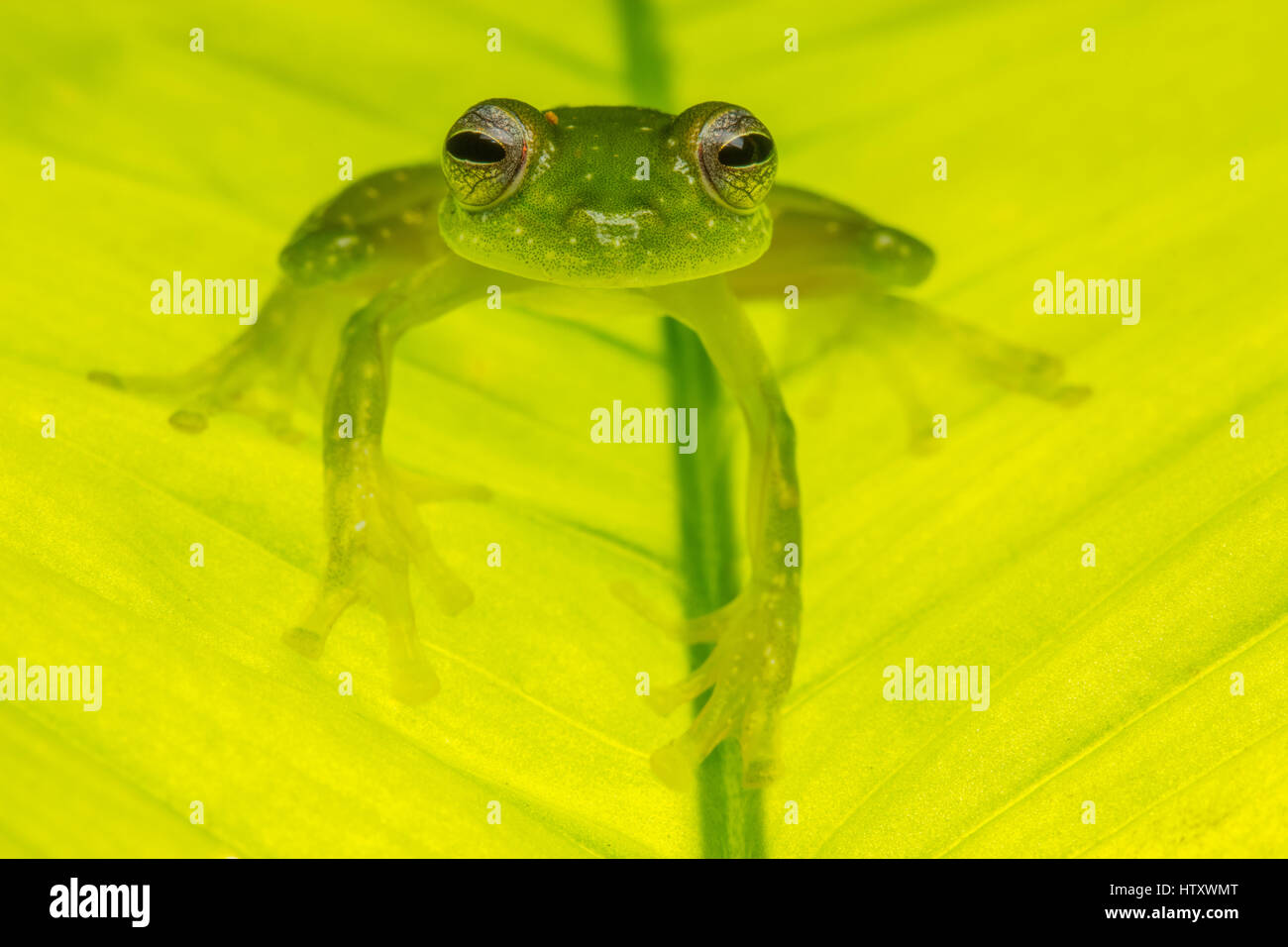 Glass frog (Centrolene, Centrolenidae) in Biogeographic Chocó ...