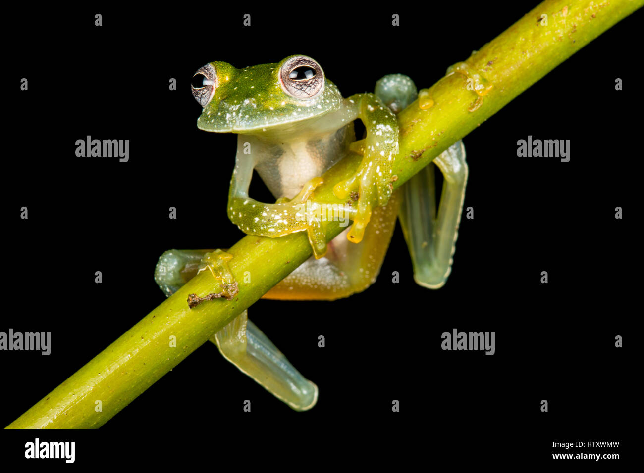 Glass frog (Centrolene, Centrolenidae) in Biogeographic Chocó ...