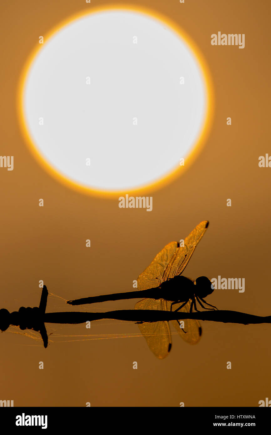 Colombian insects hi-res stock photography and images - Alamy