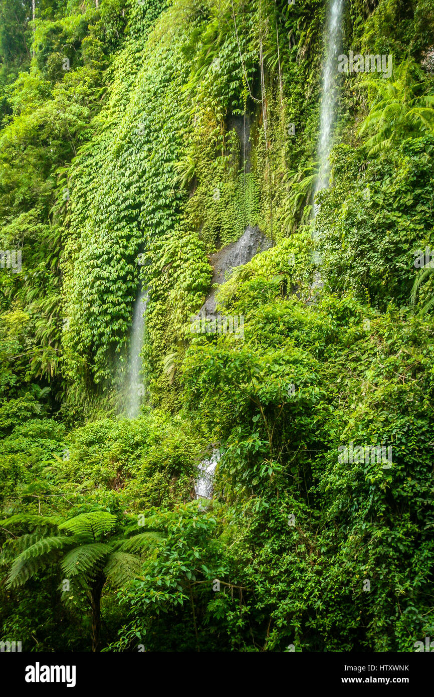 Small waterfall in the dense jungle of the tropical island of Lombok ...