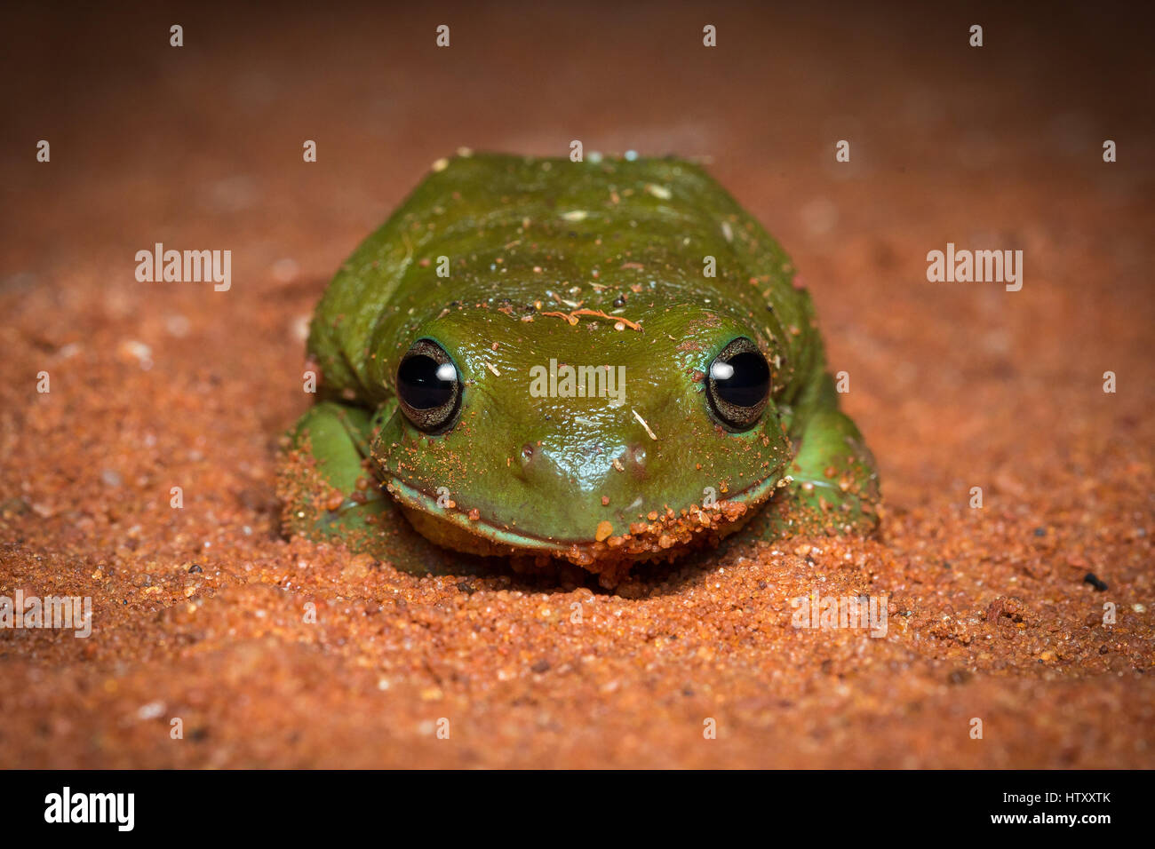 Frog tongue hi-res stock photography and images - Alamy
