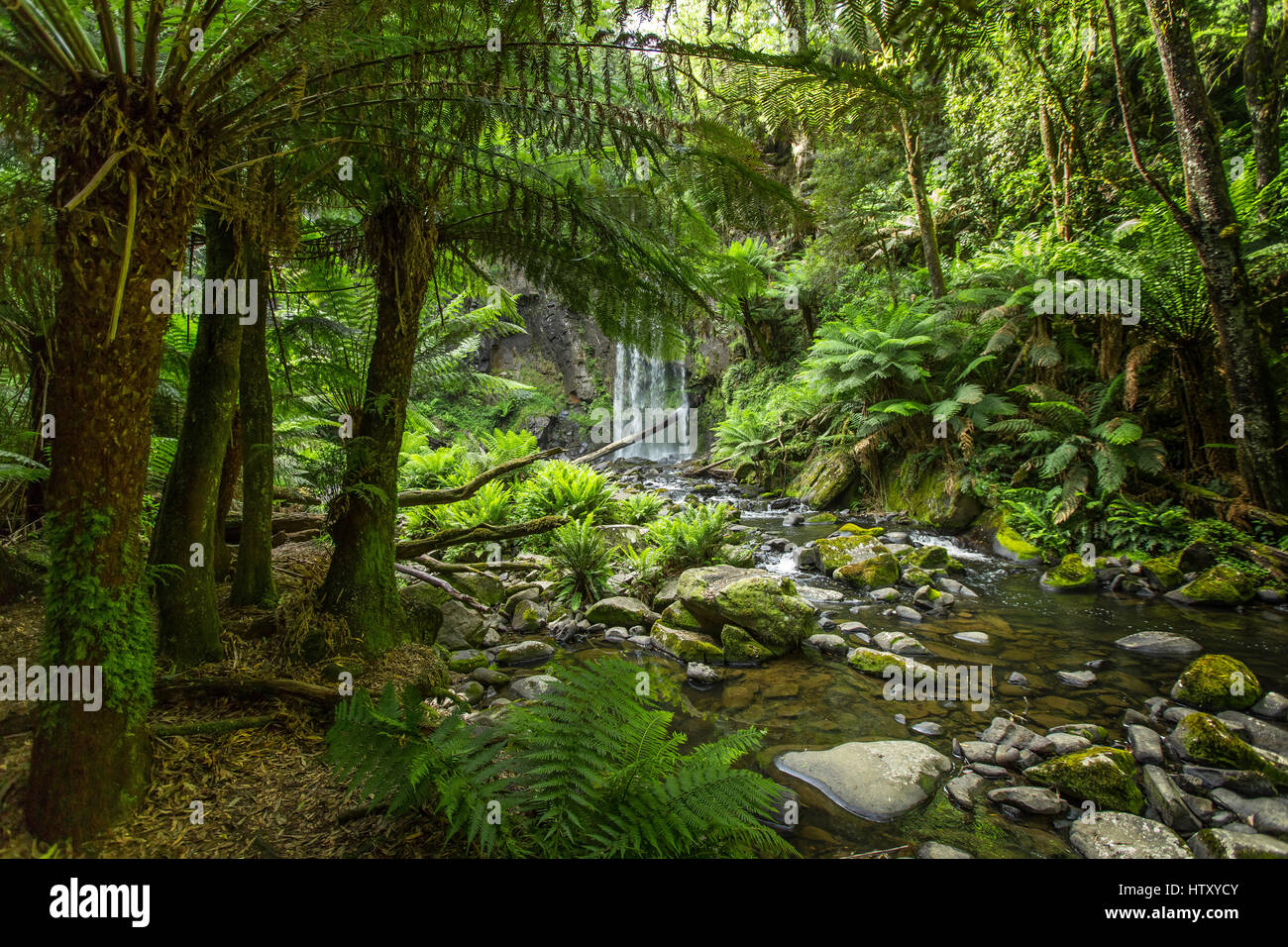 Ottway forest hi-res stock photography and images - Alamy