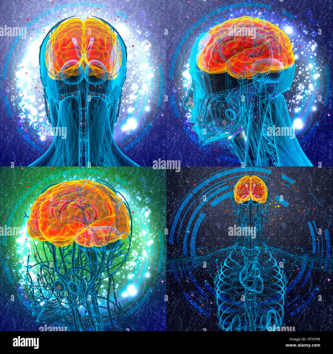 3D rendering medical illustration of the human brain Stock Photo - Alamy
