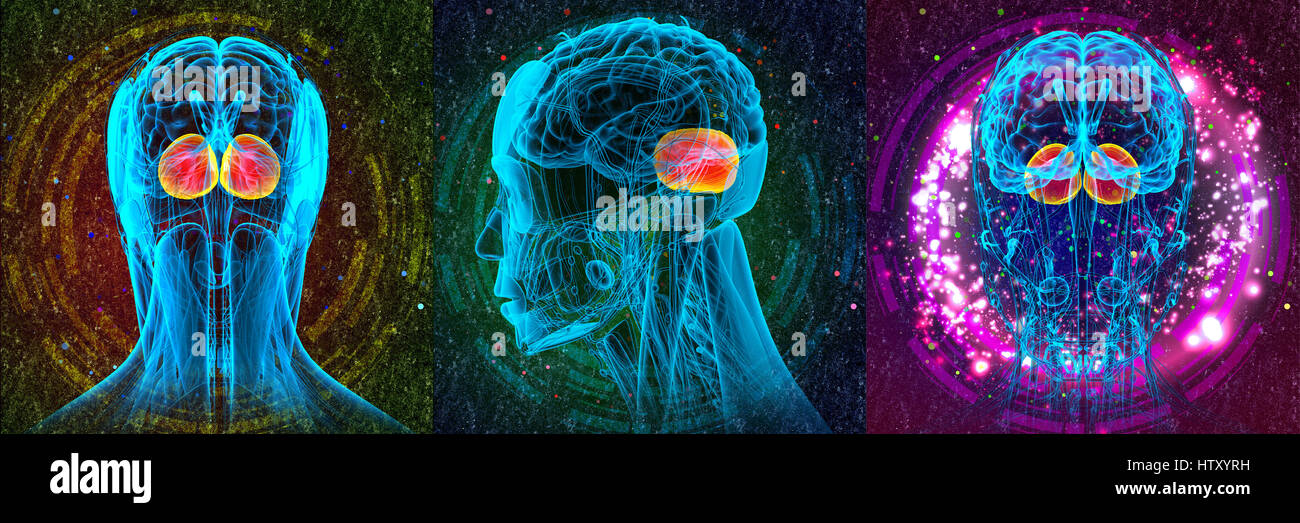 3D rendering medical illustration of the human brain cerebrum Stock ...