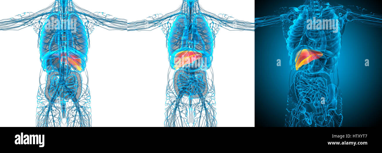 3d rendering medical illustration of the liver Stock Photo - Alamy