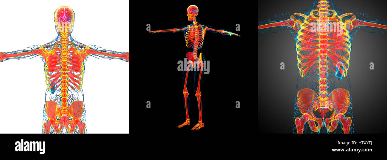 3D rendering medical illustration of the skeleton bone Stock Photo - Alamy
