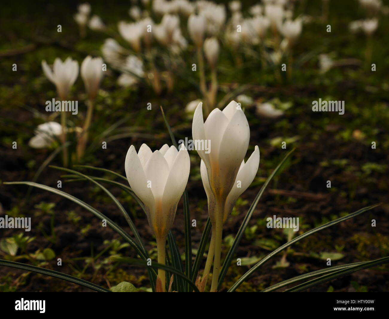 White crocuses hi-res stock photography and images - Alamy