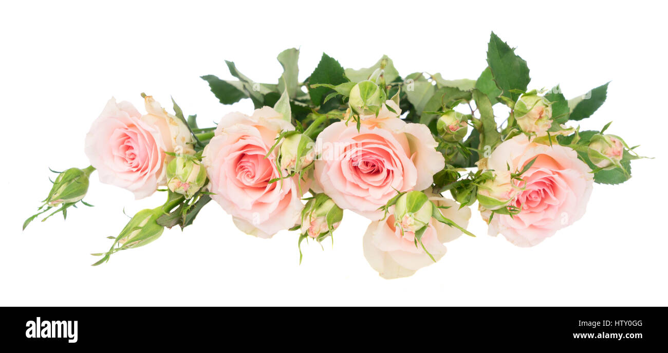 Violet blooming roses Stock Photo - Alamy