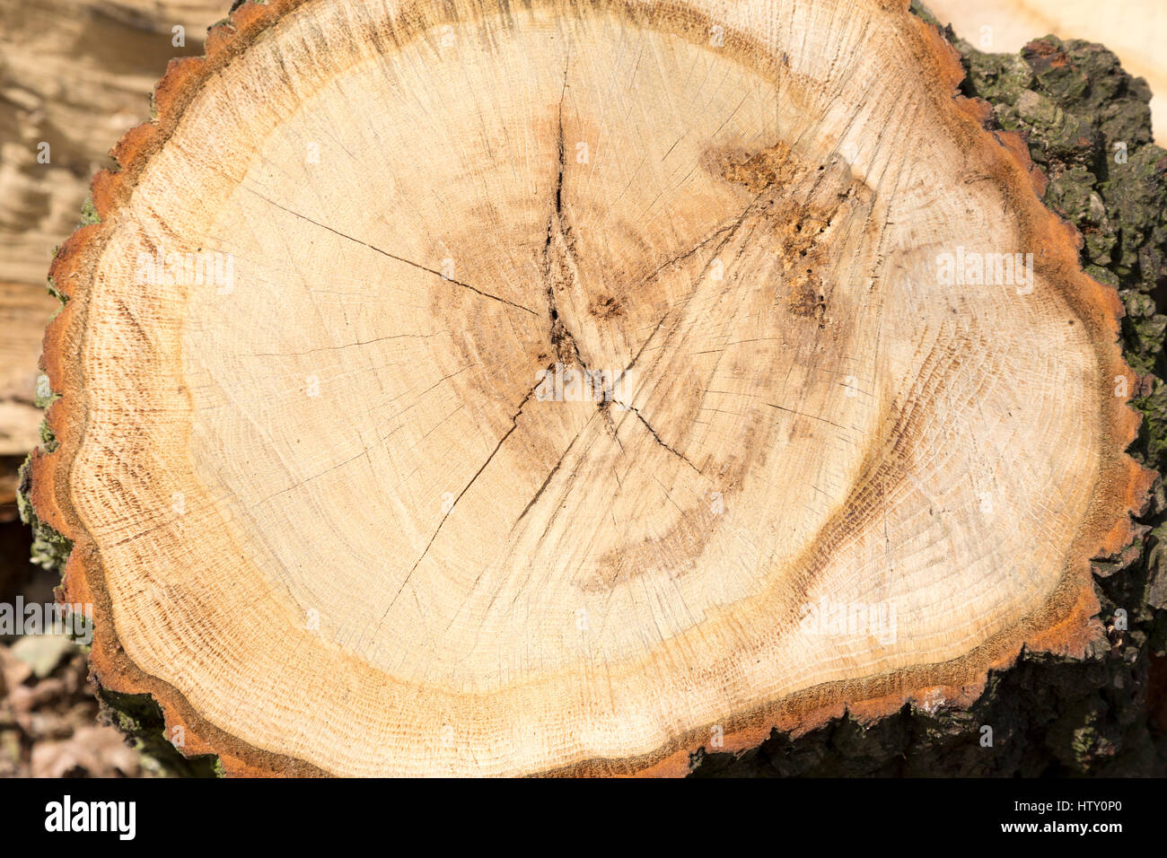 Trent Country Park : tree rings on felled logs Stock Photo - Alamy