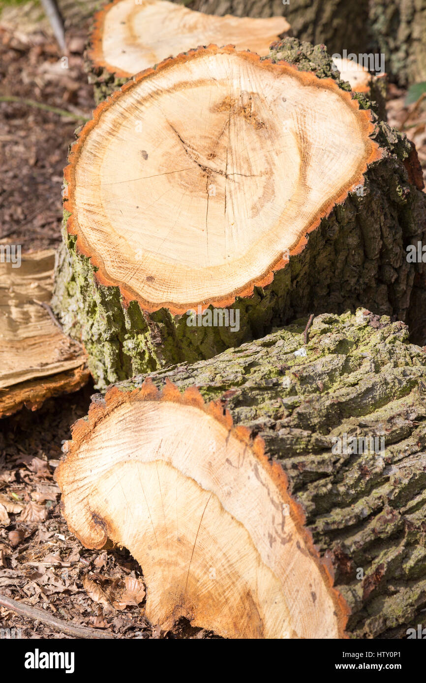 Treerings hi-res stock photography and images - Alamy