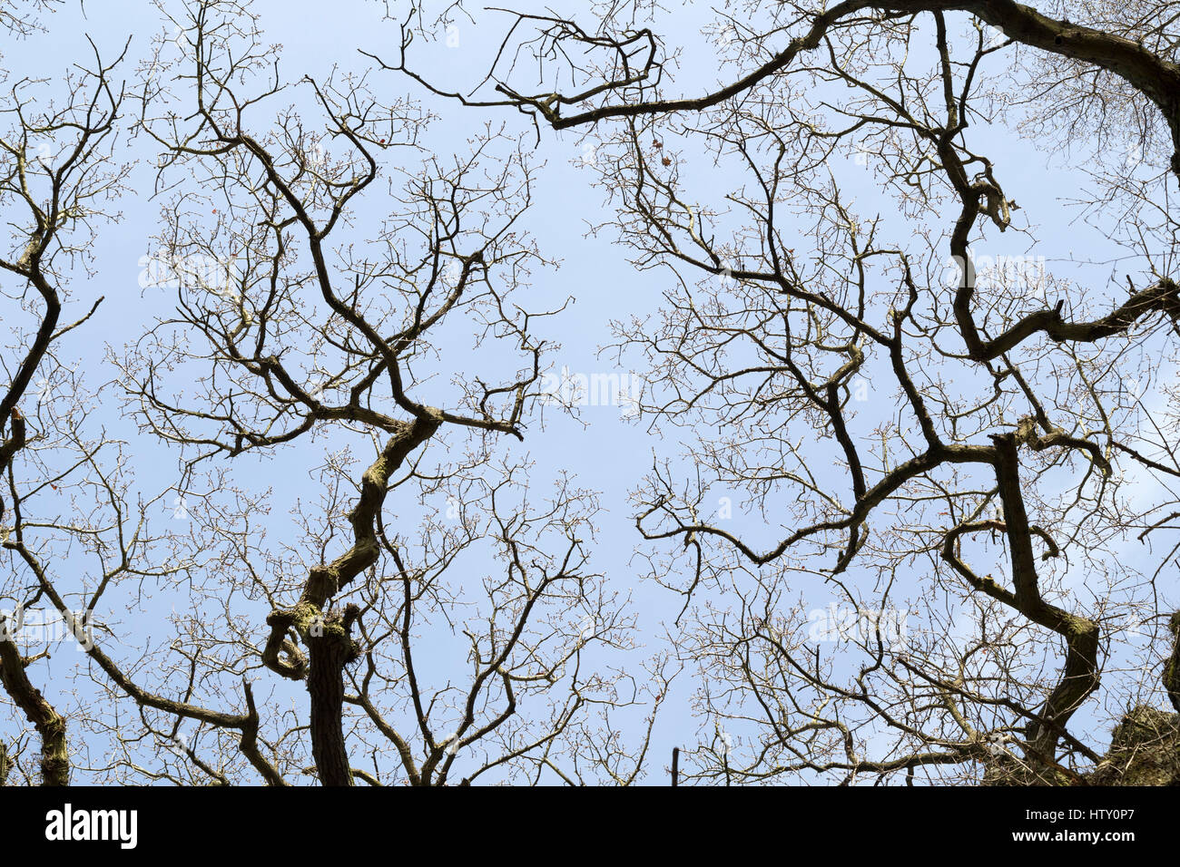 Trent Country Park ; abstract - tree branches Stock Photo - Alamy