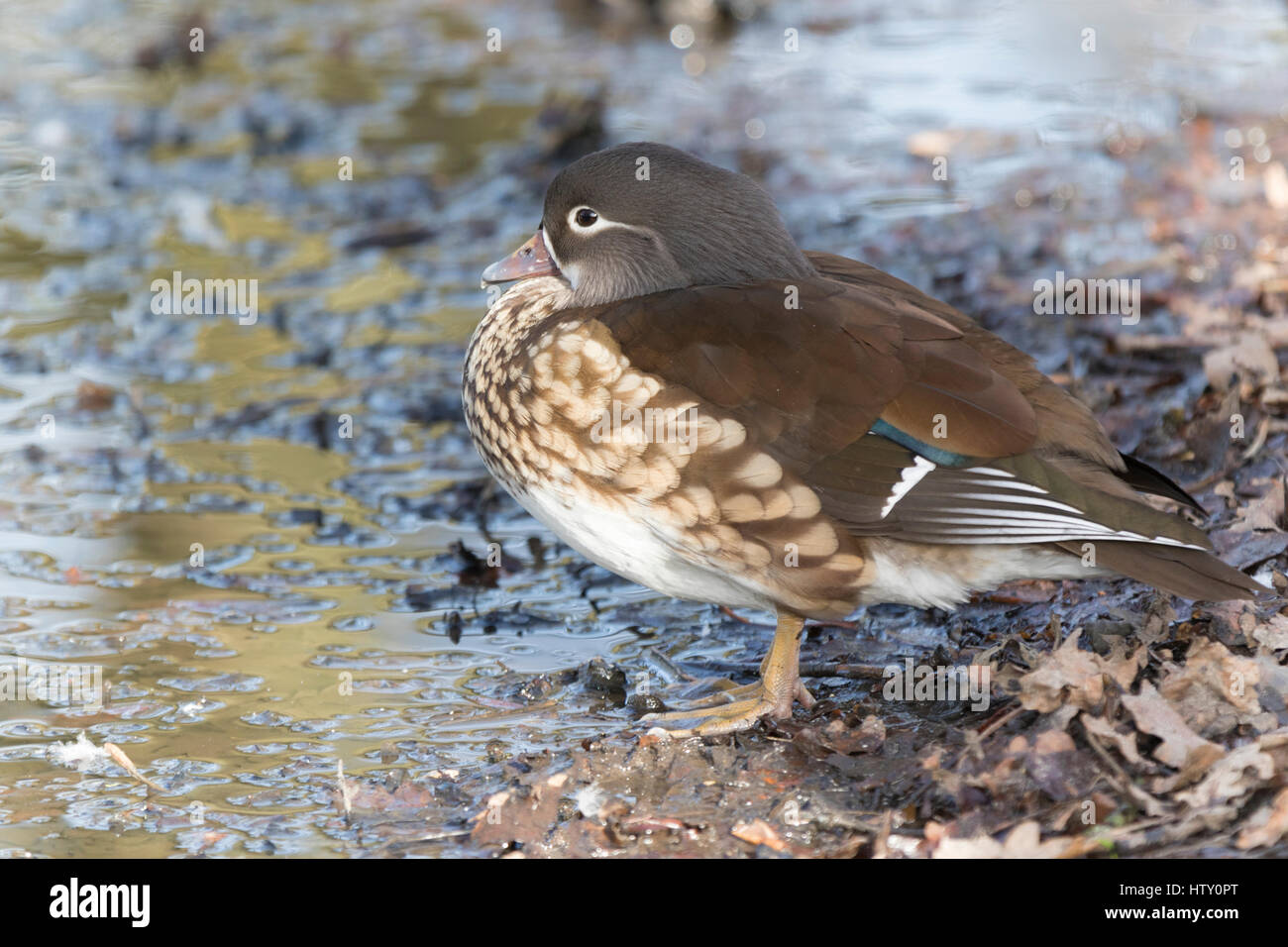 Female Mandarin duck (Aix galericulata) at Trent Country Park. Perching ...