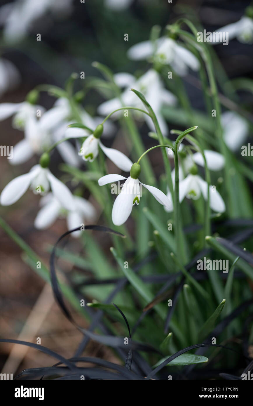 Full bloom in the forest hi-res stock photography and images - Alamy
