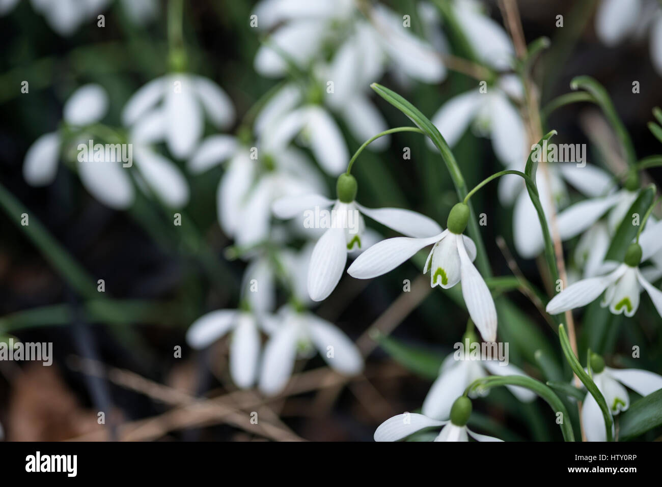 Full bloom in the forest hi-res stock photography and images - Alamy