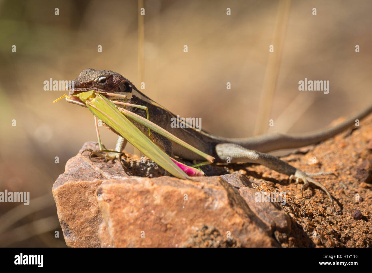 Long nosed dragon hi-res stock photography and images - Alamy