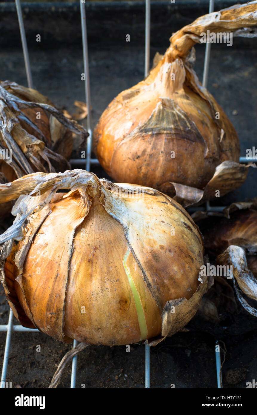 Home grown onions hi-res stock photography and images - Alamy