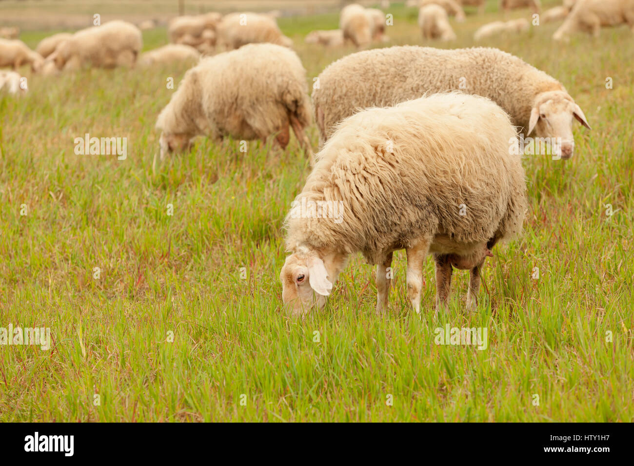 Flock of sheep grazing in a meadow with tall grasses Stock Photo - Alamy