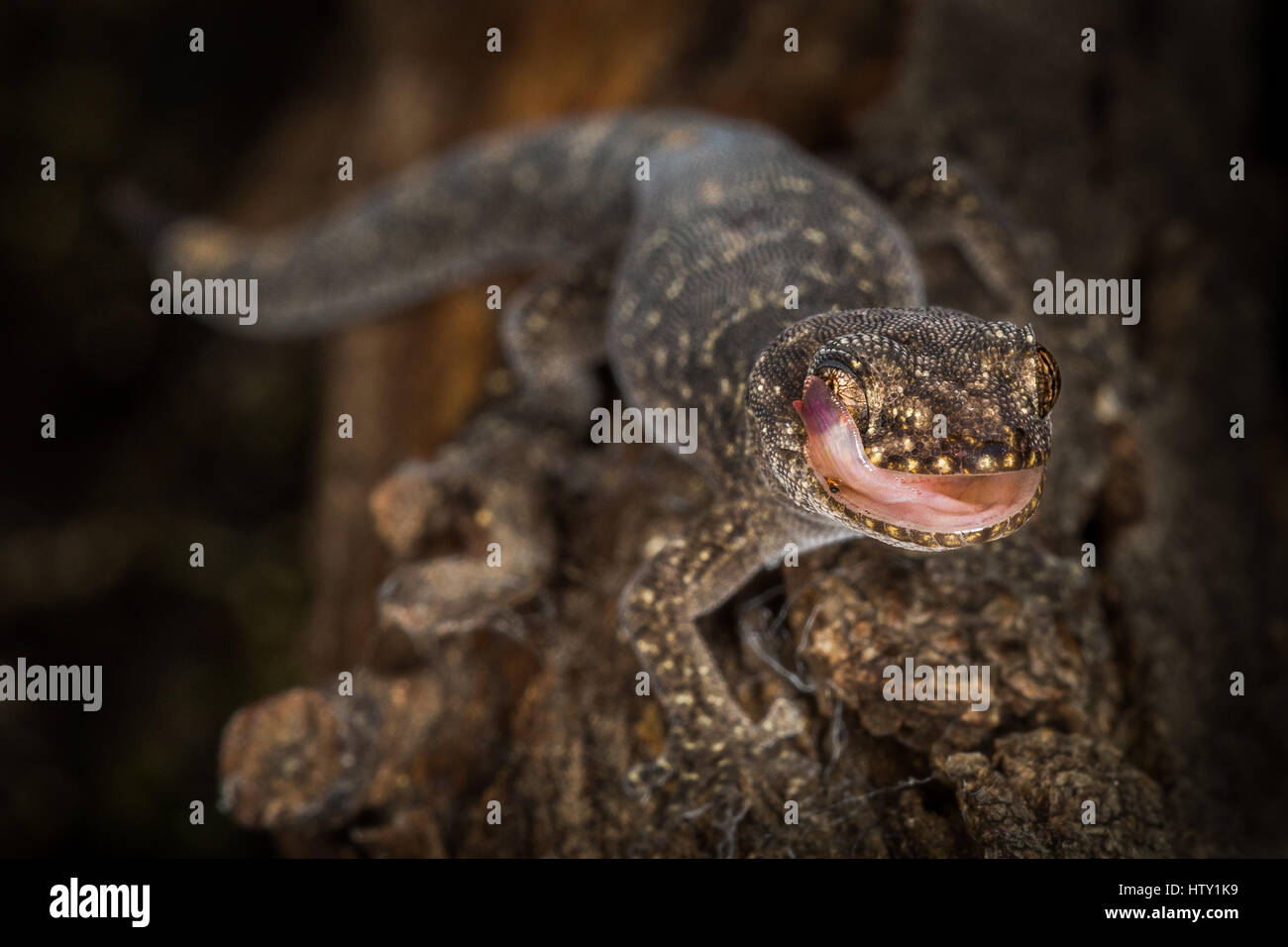 Marbled Gecko (Christinus marmoratus Stock Photo - Alamy