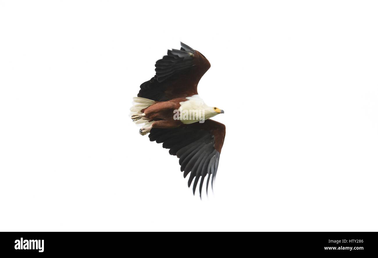 Sky flying fish Cut Out Stock Images & Pictures - Alamy