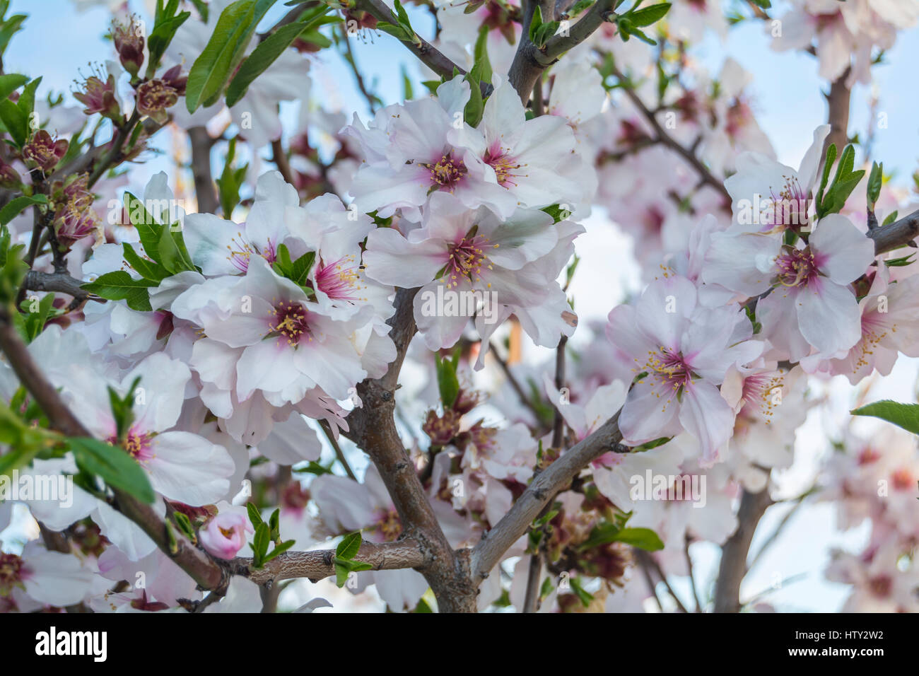 Almond bloom in spring, in a sunny day Stock Photo - Alamy