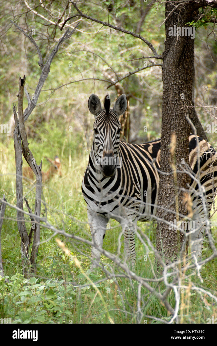Zebra behind tree, Kruger National Park, South Africa Stock Photo - Alamy