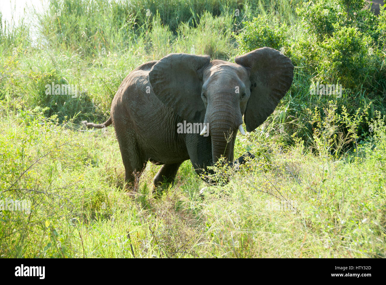 Elephant flapping ears, Kruger National Park, South Africa Stock Photo ...