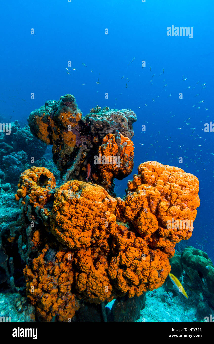Agelas clathrodes, also known as the orange elephant ear sponge, is a ...