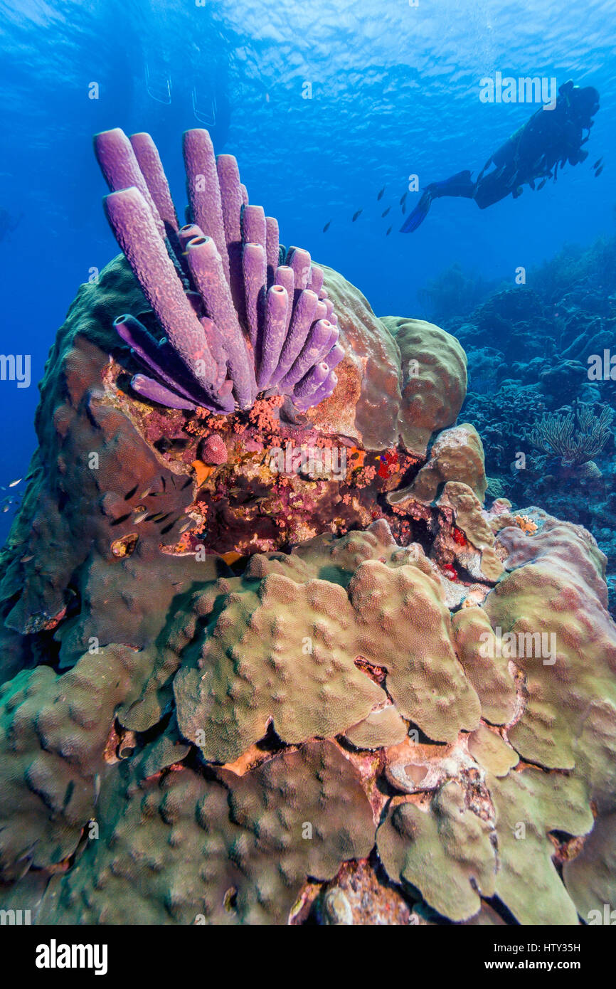 Aplysina archeri,stove-pipe sponge is a species of tube sponge on coral ...