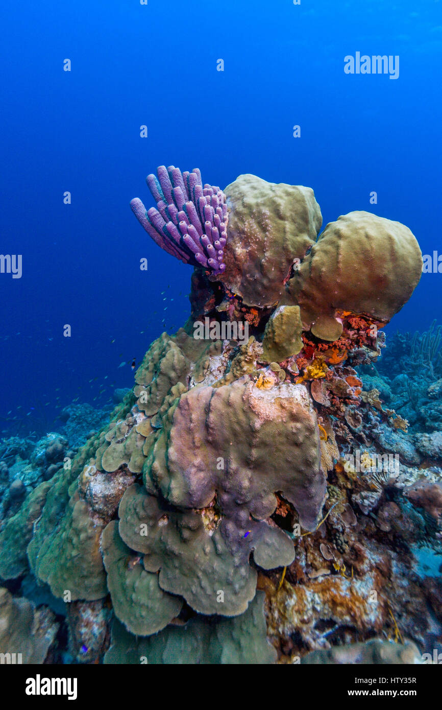 Aplysina archeri,stove-pipe sponge is a species of tube sponge on coral ...