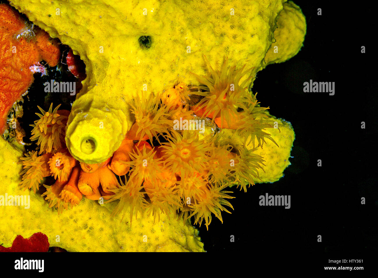 Tubastrea, also known as sun coral or sun polyps, is a genus of coral ...