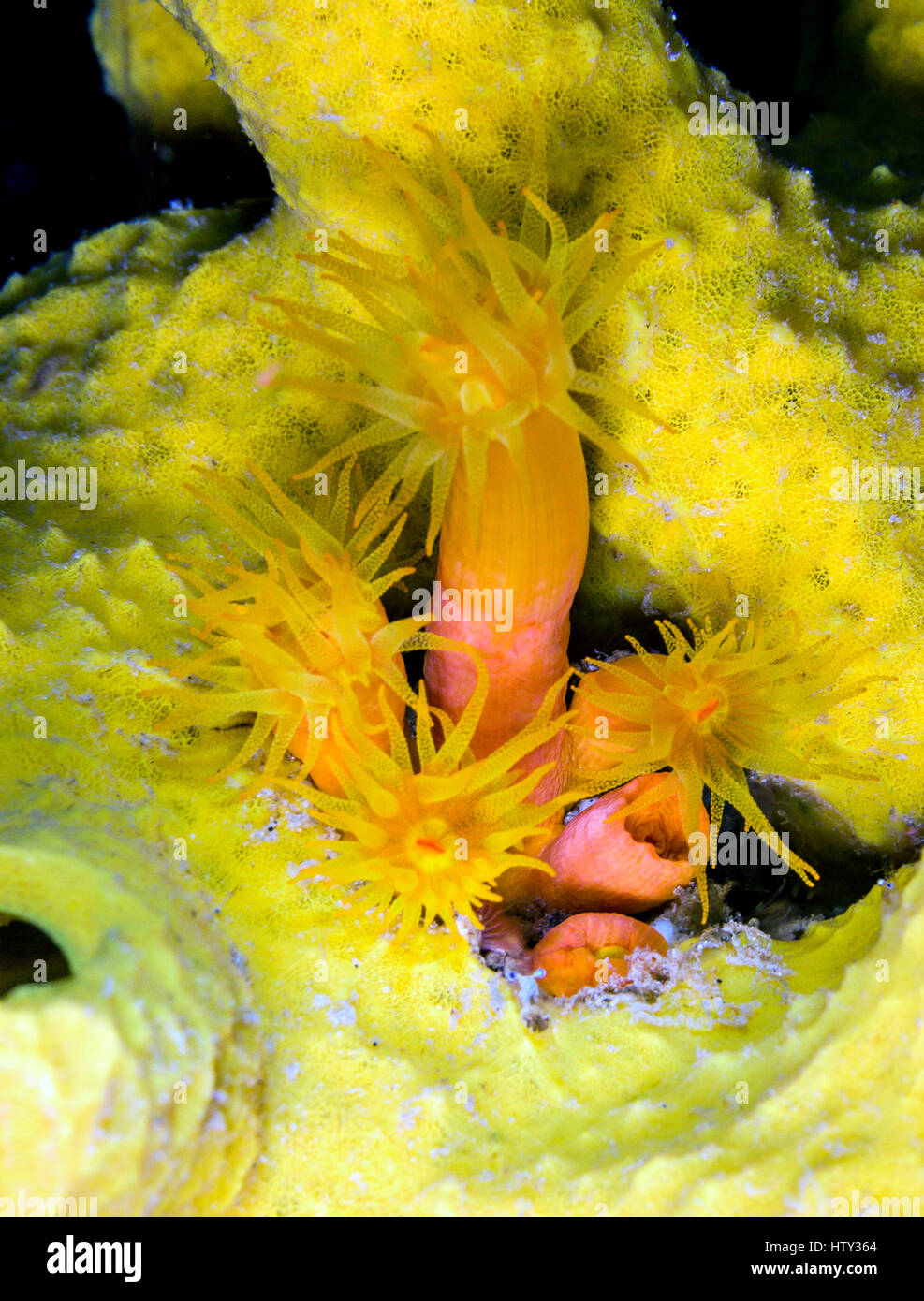 Tubastrea, also known as sun coral or sun polyps, is a genus of coral ...