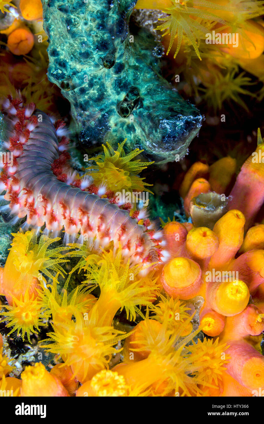 bearded fireworm,Hermodice carunculata is a type of marine bristleworm ...