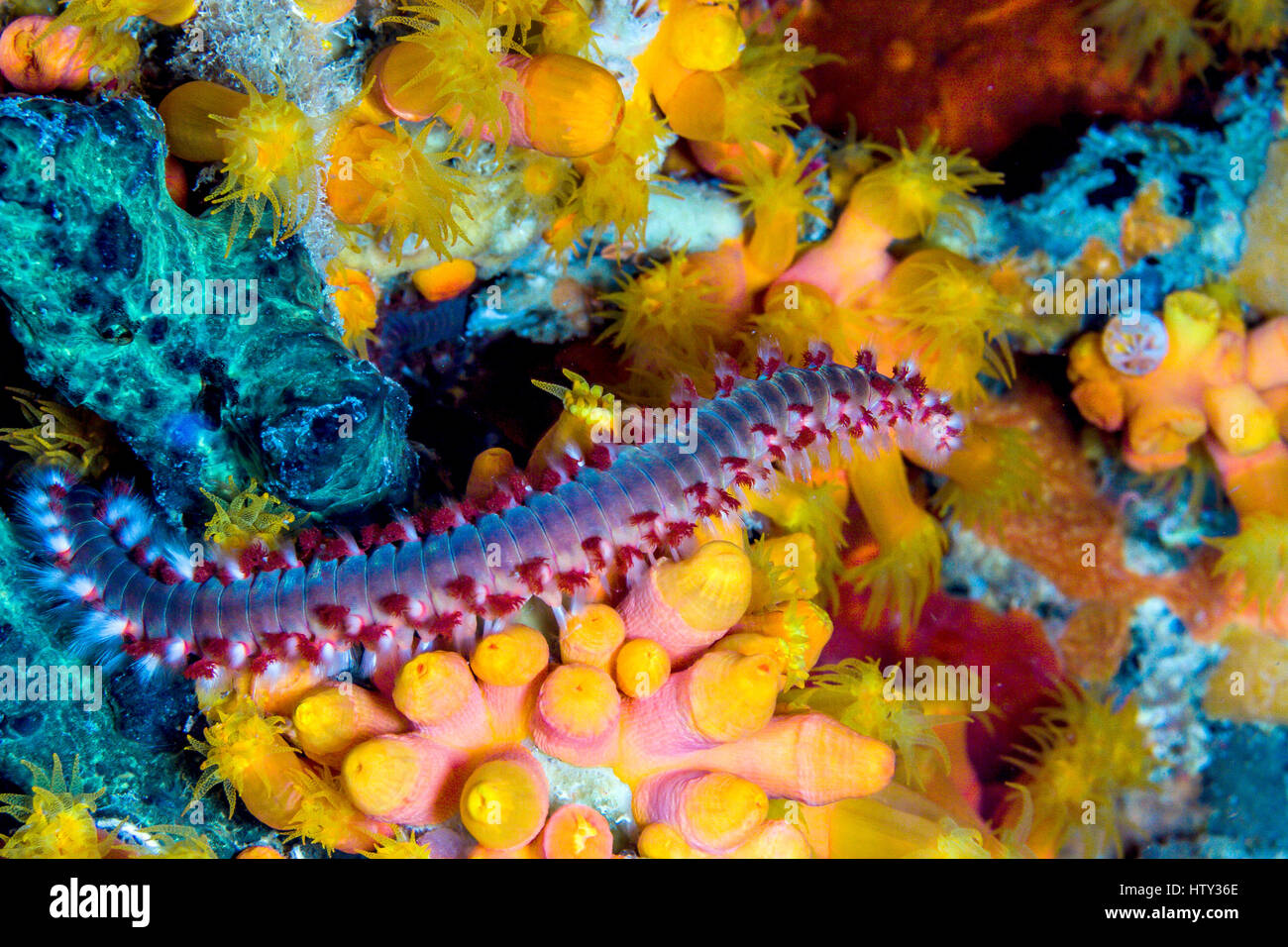 bearded fireworm,Hermodice carunculata is a type of marine bristleworm ...