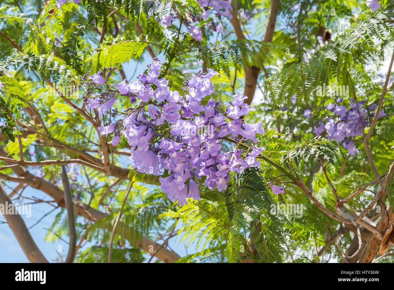 Jacaranda tree flowers Stock Photo - Alamy