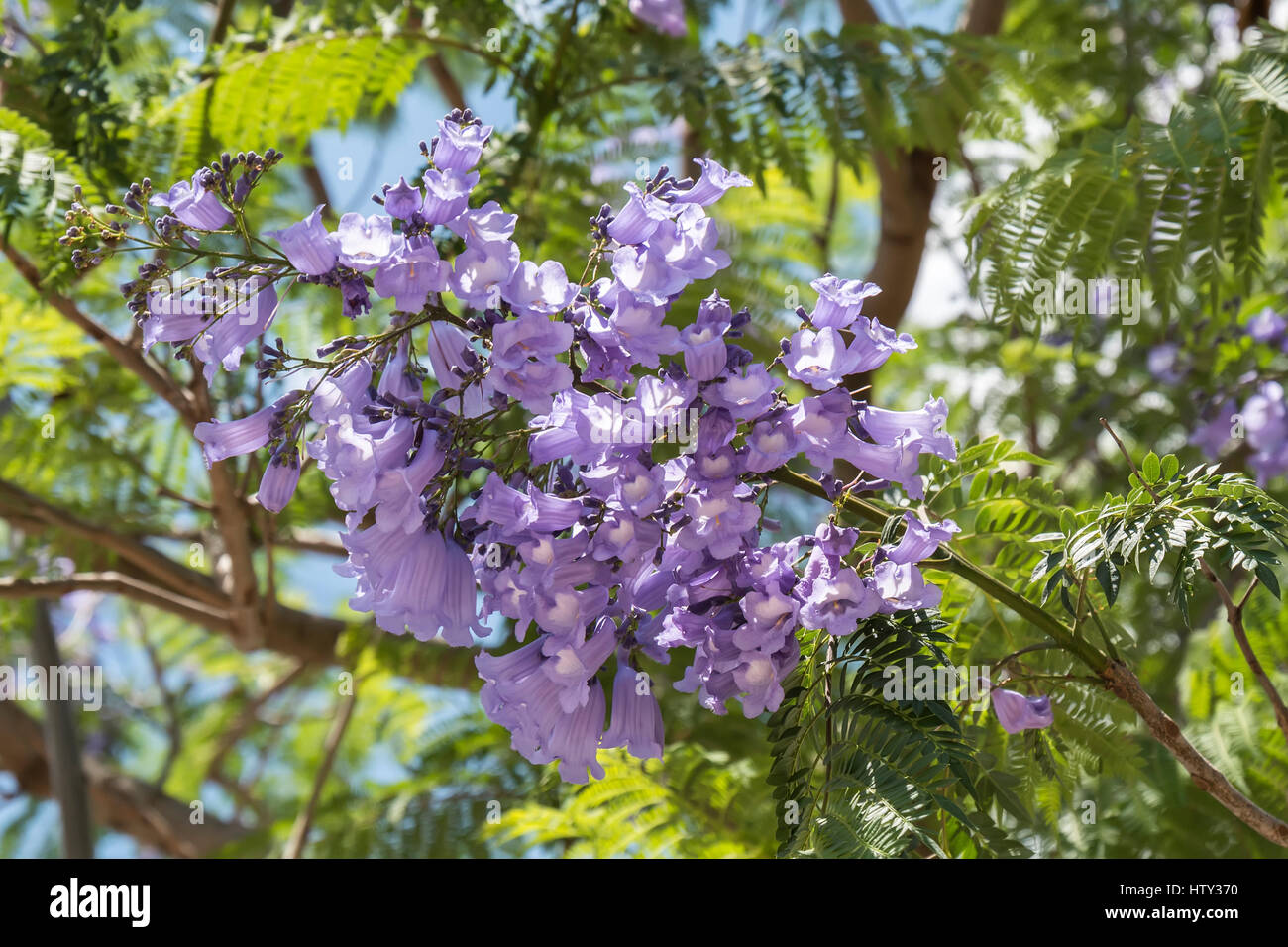 Jacaranda tree flowers Stock Photo - Alamy