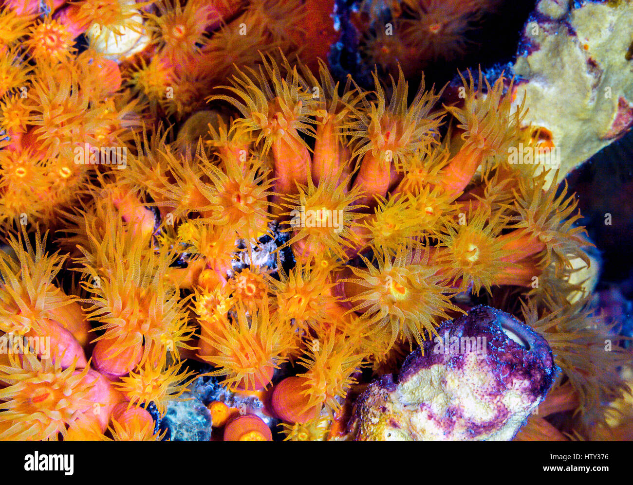 Tubastrea, also known as sun coral or sun polyps, is a genus of coral ...