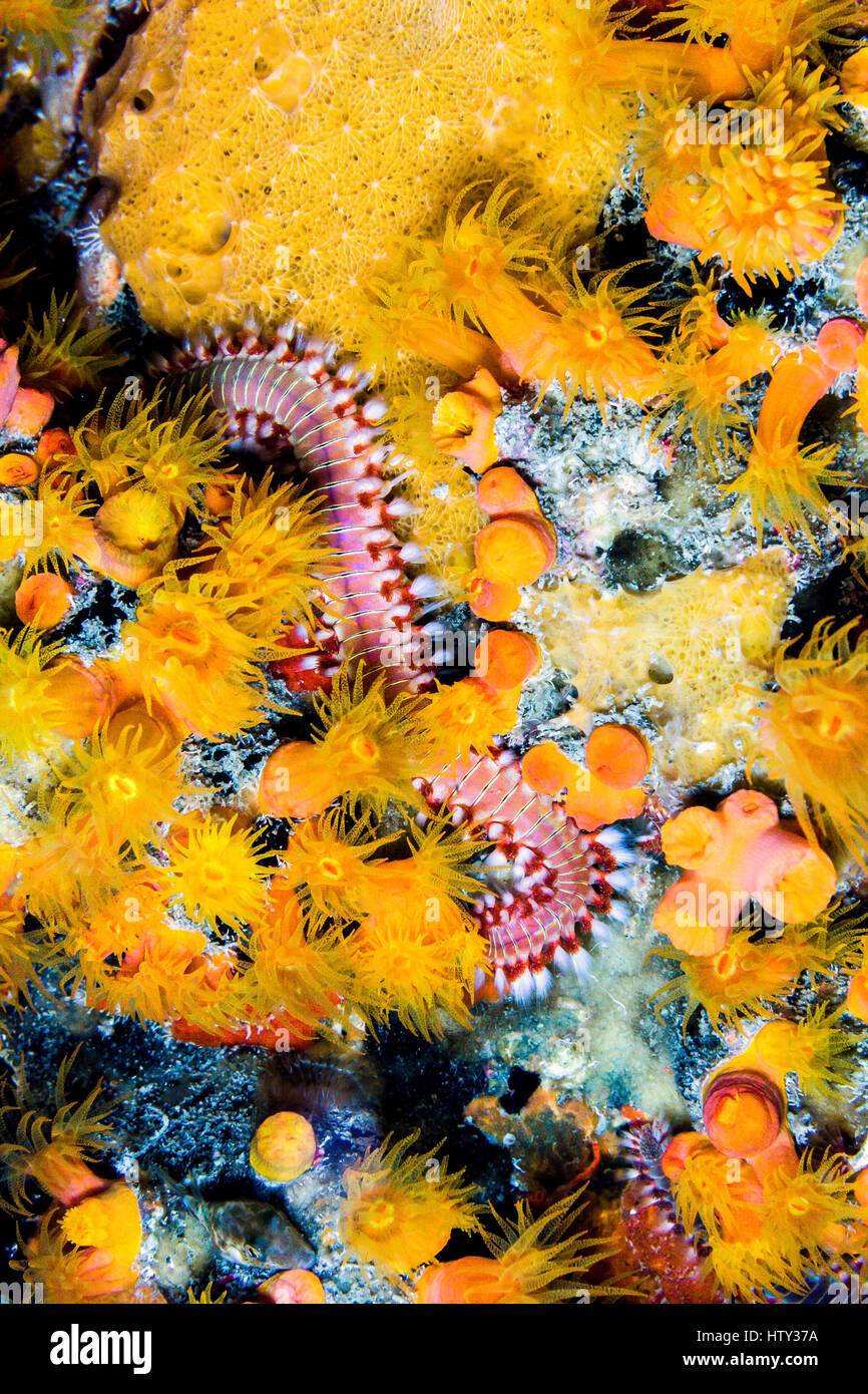bearded fireworm,Hermodice carunculata is a type of marine bristleworm ...