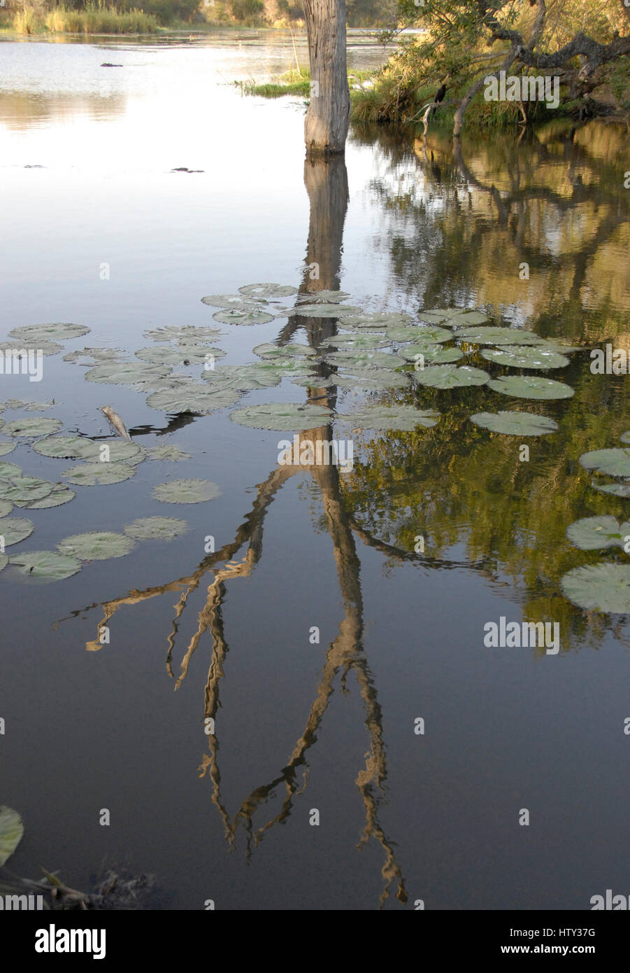 Dead tree reflected on water with lily pads, Kruger National Park ...