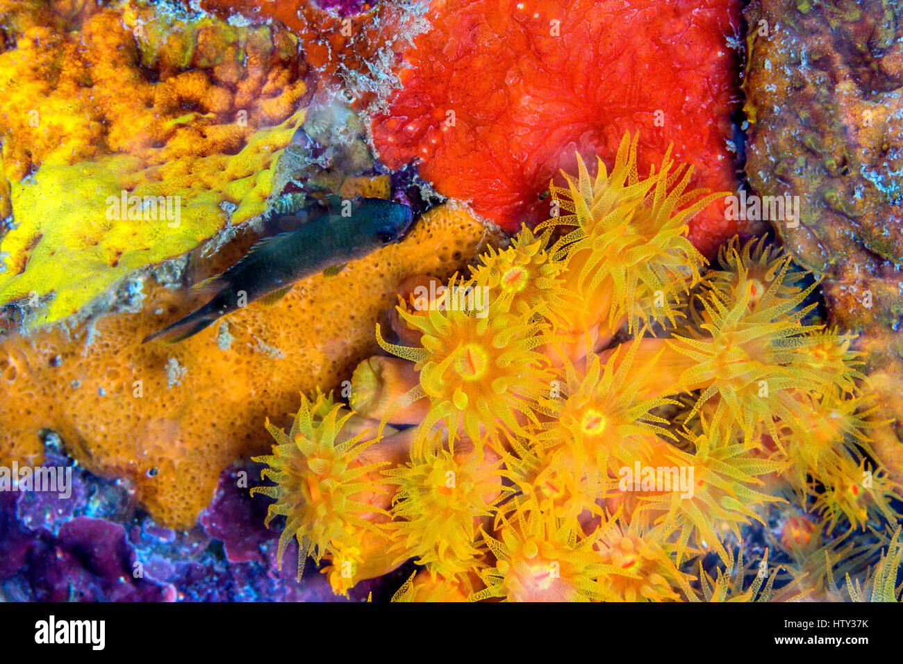 Tubastrea, also known as sun coral or sun polyps, is a genus of coral ...