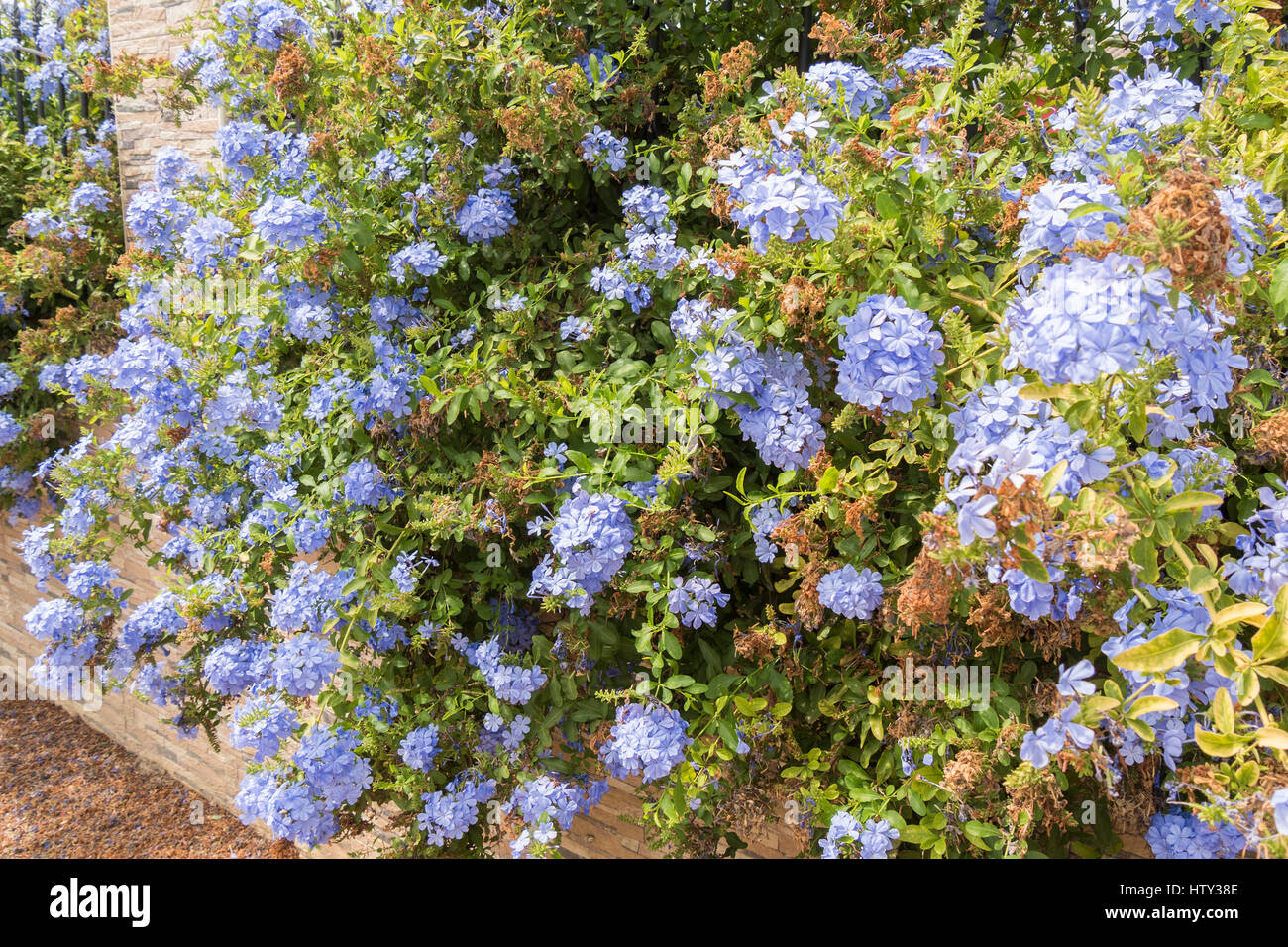 Blue flowers plumbago auriculata, cape leadwort, blue jasmine Stock ...